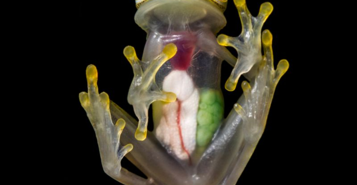 25 Fascinating New Animal Species That Were Recently Discovered ...