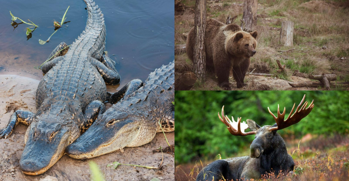 20 Fierce Animals That Scare Off Coyotes and Keep Your Home Safe ...