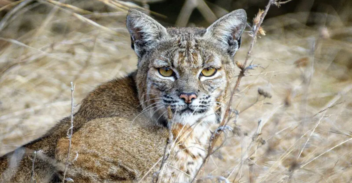 Fierce, Fast, and Full of Surprises - 24 Amazing Facts About Bobcats ...