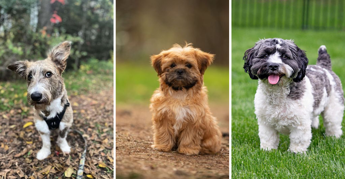 From Chorkies to Cheagles: 25 Delightfully Quirky Dog Mixes You ...