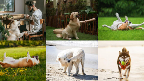 25 Fun and Popular Dog Tricks Any Dog Can Learn - Exploring Animals