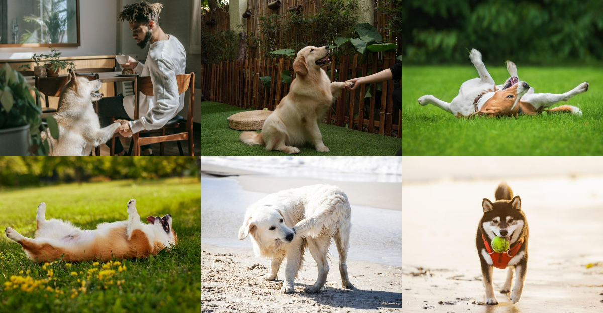 25 Fun and Popular Dog Tricks Any Dog Can Learn - Exploring Animals