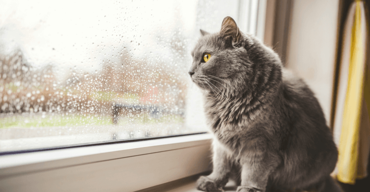 Helping Your Kitty Cope: 16 Tips for Easing Separation Anxiety ...