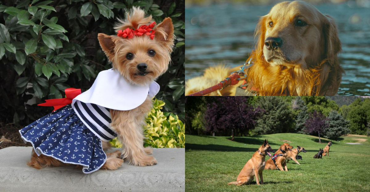 16 Human Behaviors that Dogs Just Can't Tolerate - Exploring Animals