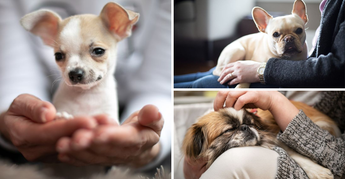 I Used to Think Shih Tzus Were the Best Lap Dogs, But These 18 Breeds ...