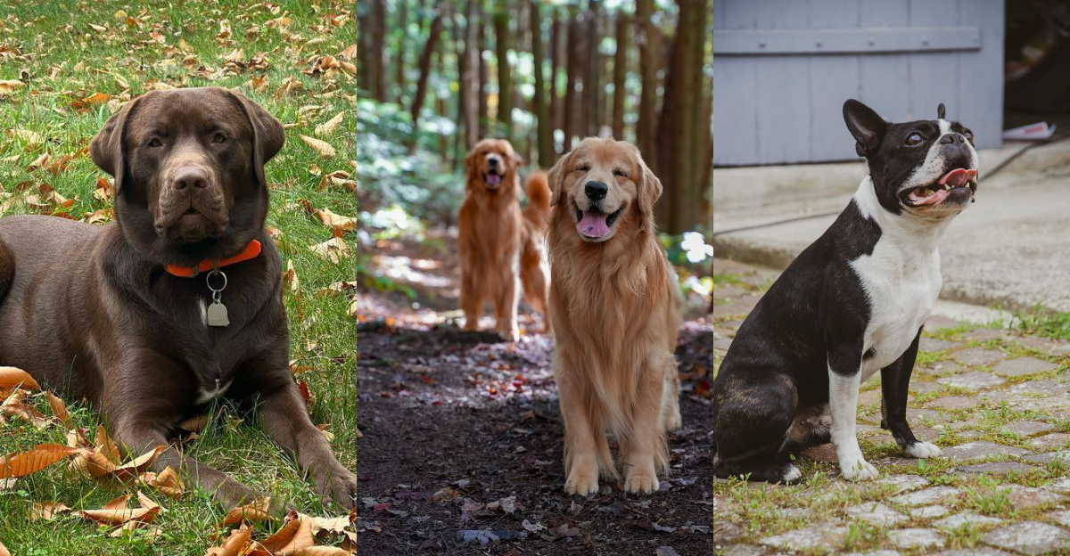 24 Iconic All-American Dog Breeds You Need to Know About - Exploring ...
