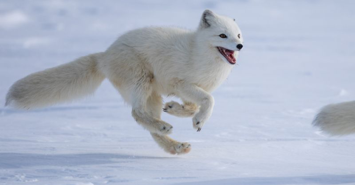 24 Incredible Animals Built for Life in the Harsh Tundra - Exploring ...