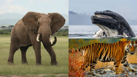 24 Incredible Animals That Are Best Experienced in the Wild in Their ...