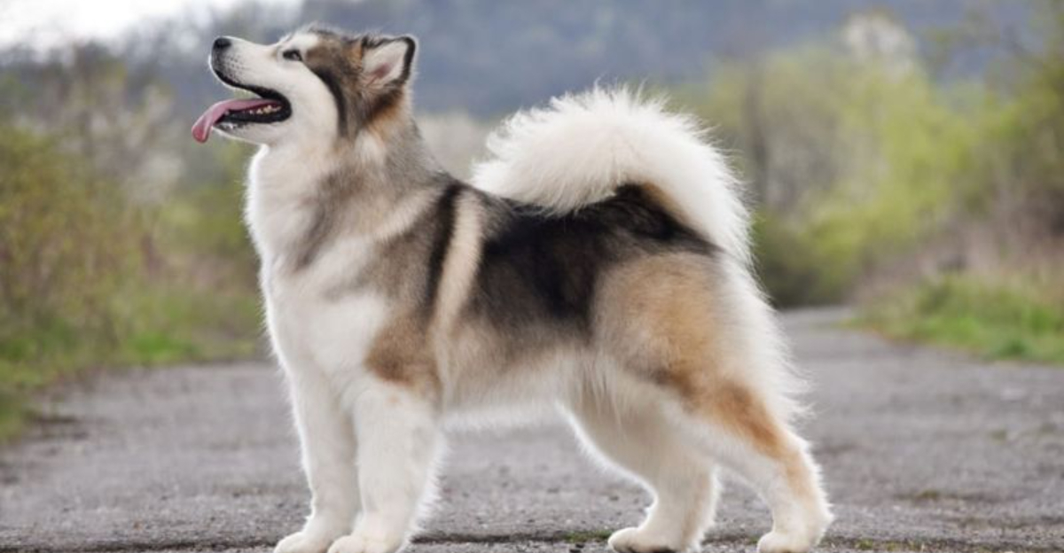 28 Largest Dog Breeds and What You Need to Know Before Getting One ...