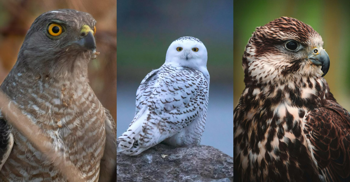 The Top 18 Most Dangerous Birds In North America - Exploring Animals