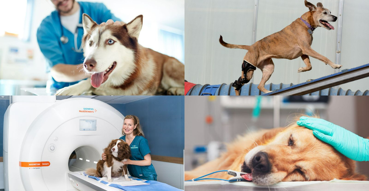 The 19 Most Expensive Vet Treatments That Could Drain Your Wallet ...