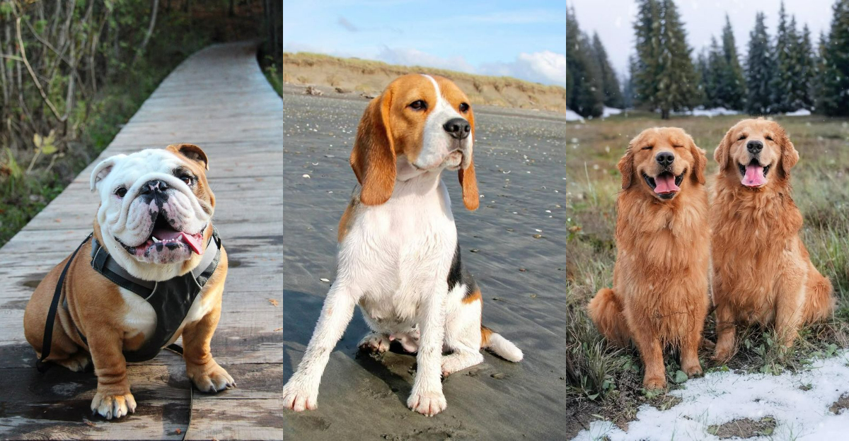 20 Most Famous Dog Breeds Revealed - Exploring Animals