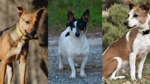 The 13 Most Important Feist Dog Characteristics and Care Tips ...