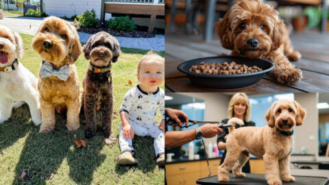 The 12 Most Important Labradoodle Characteristics and Care Tips ...