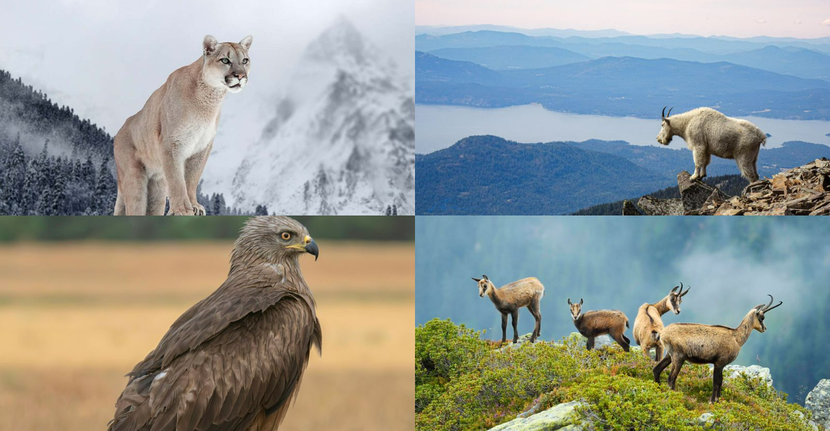 21 Mountain Animals That Conquer Peaks Humans Can Barely Climb ...