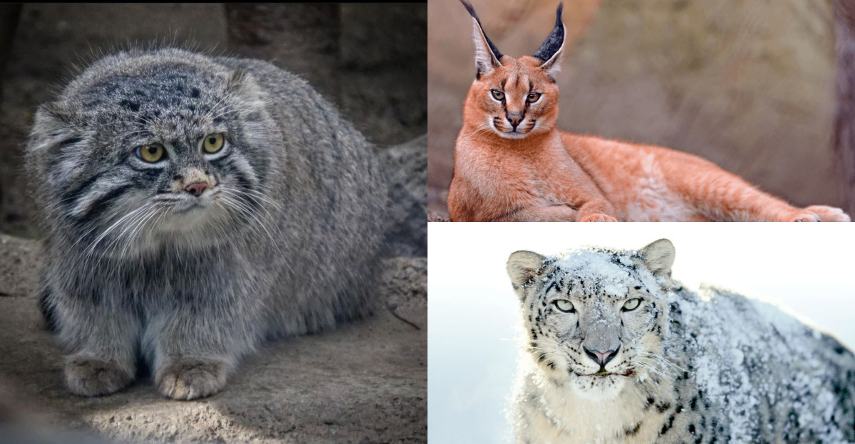 25 Mysterious Big Cats That Are Rarely Seen but Always Fascinating ...