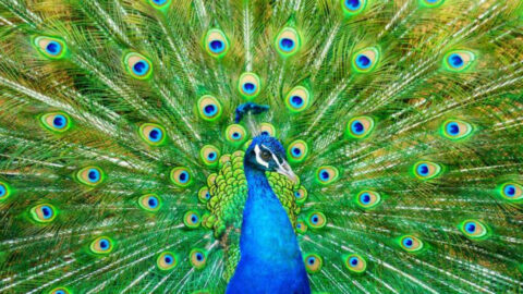 26 Naturally Beautiful Animals With Patterns That Seem Too Perfect to ...