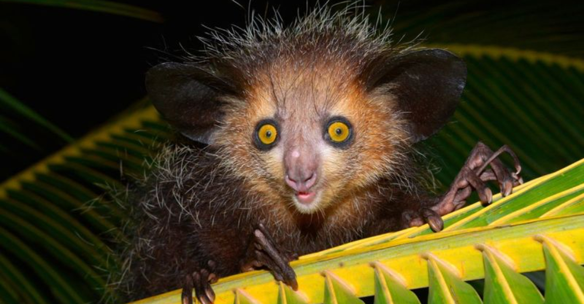 Nature’s Night Shift: 25 Nocturnal Animals You’ve Never Heard Of ...