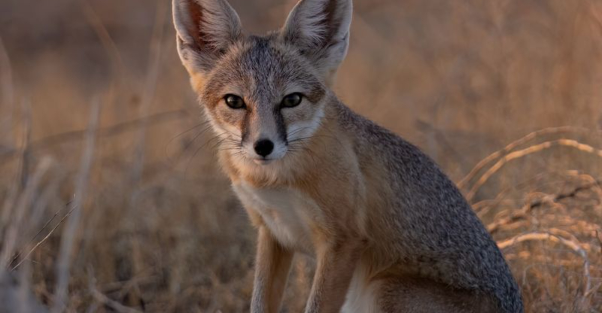 25 North American Animals That Are Disappearing Faster Than You Think ...