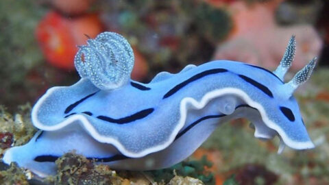 23 Ocean Animals With Extraordinary Abilities to Adapt and Survive ...