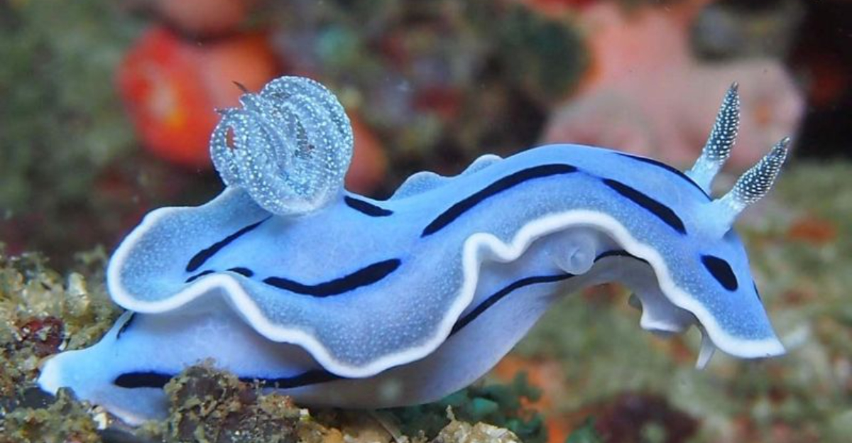 23 Ocean Animals With Extraordinary Abilities to Adapt and Survive ...