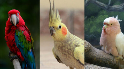The 15 Oldest Birds of All Time (One Reached 120 Years Old) - Exploring ...