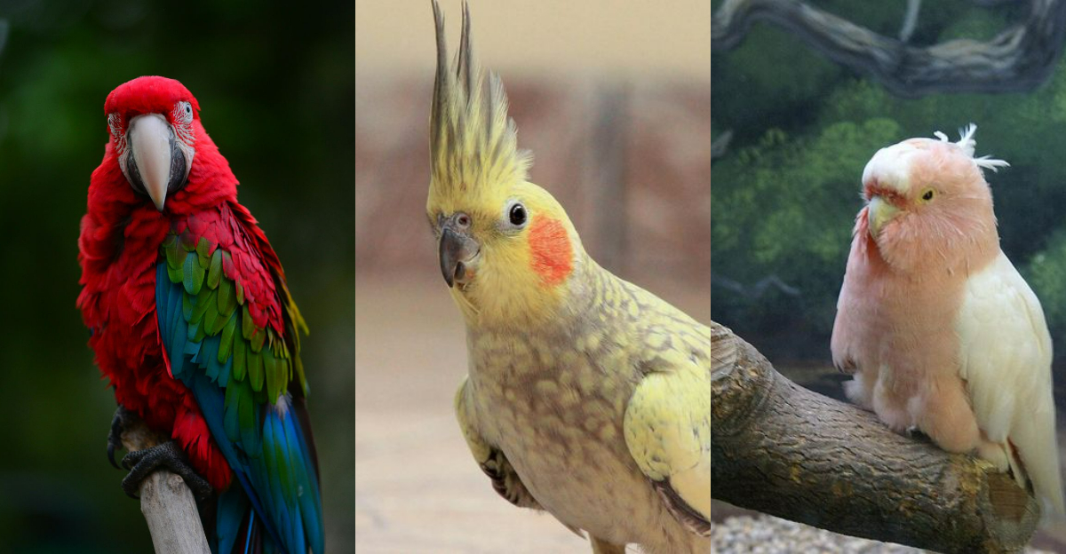 The 15 Oldest Birds of All Time (One Reached 120 Years Old) - Exploring ...