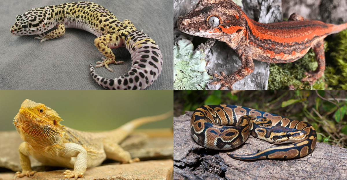 18 Pet Reptiles That Are Low-Maintenance but High on Personality ...