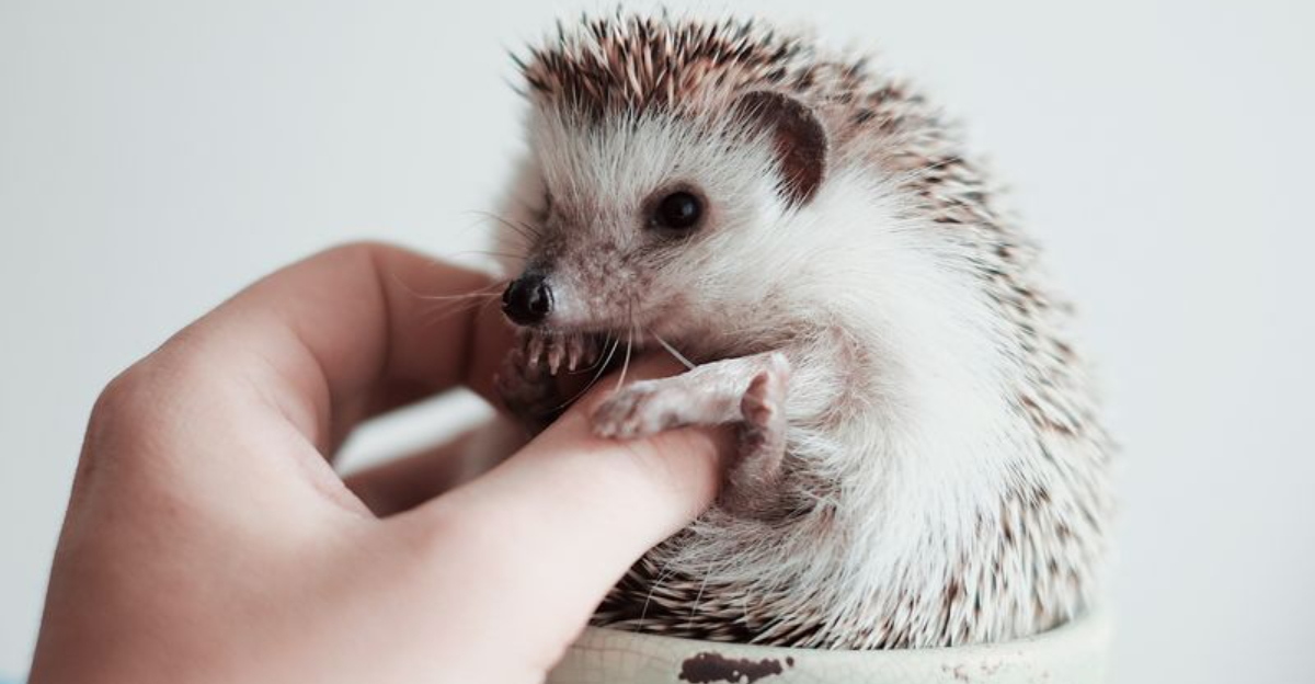 19 Pocket-Sized Pets Perfect for Apartment Living (Hedgehogs to Micro ...