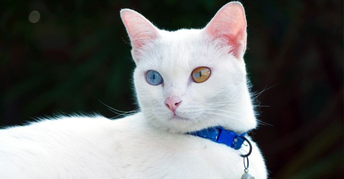 32 Rare and Exotic Cat Breeds You’ll Be Amazed Actually Exist ...
