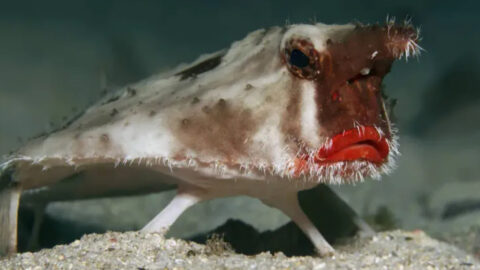 18 Real Animals That Are So Strange, They Look Like Mythical Creatures ...