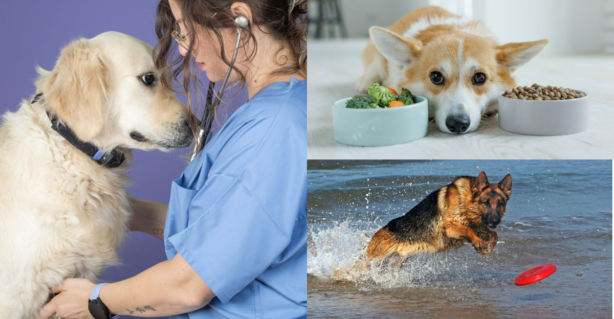 13 Reasons Why Your Dog May Be Refusing To Eat And How To Help ...