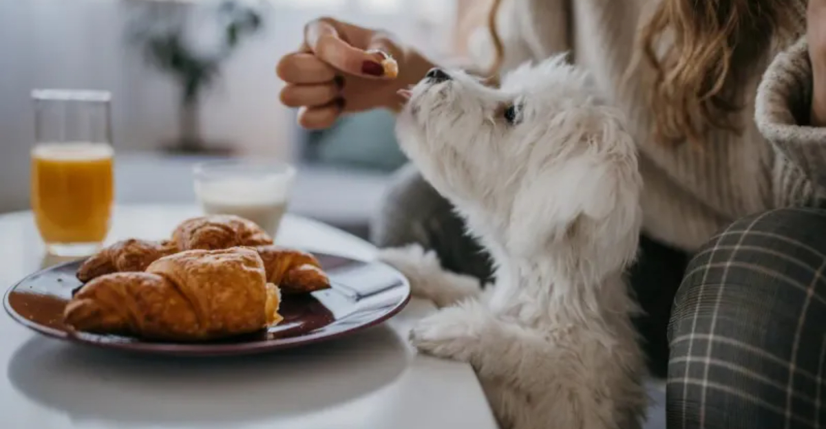 20 Regrettable Ways We’ve Ruined Dogs Without Even Noticing - Exploring ...