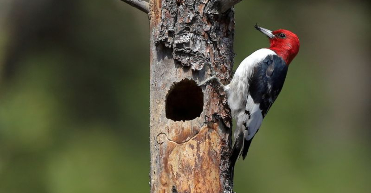 20 Sacred Birds in Native American Culture and What They Represent ...