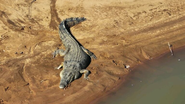 Wildlife Archives - Exploring Animals