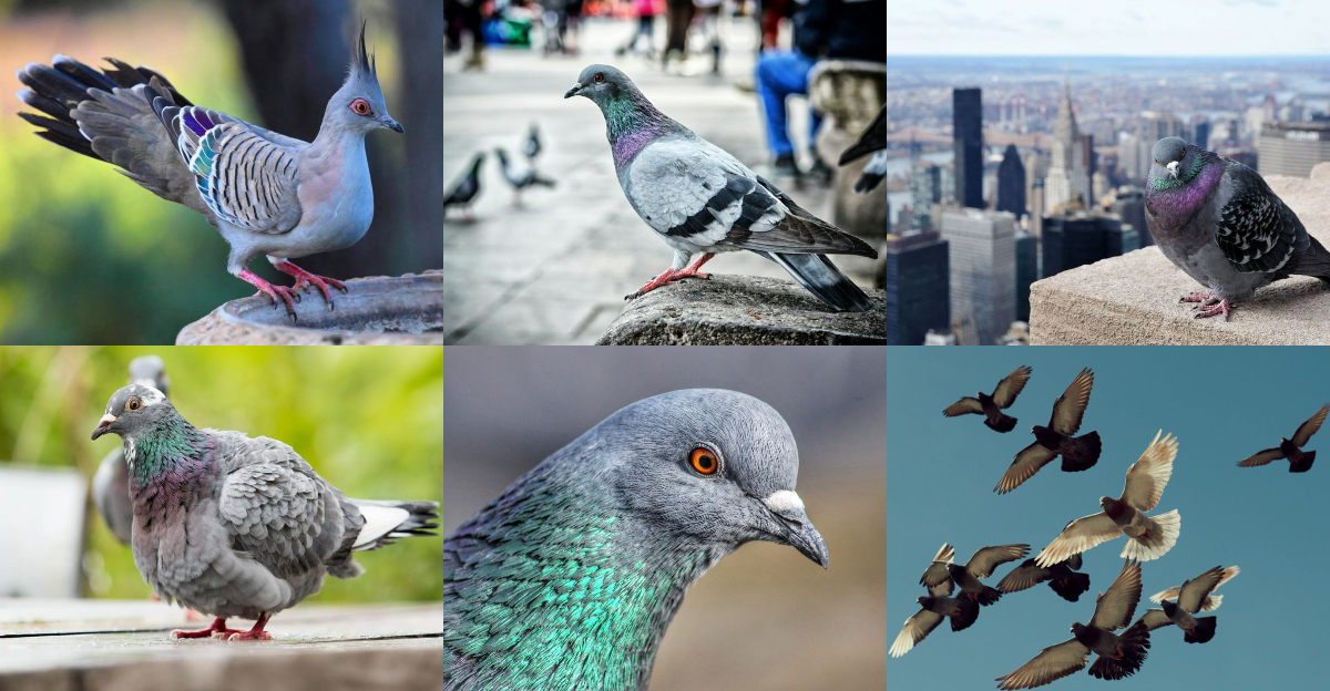 20 Secret Talents of Pigeons That Will Change How You See City Birds ...