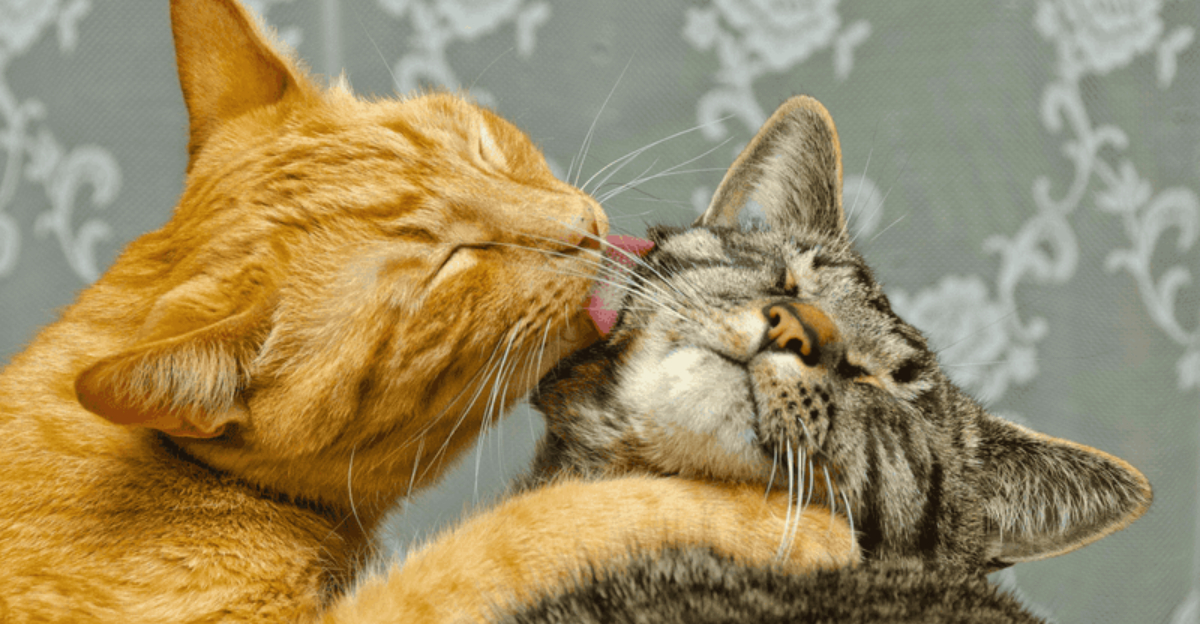 11 Secrets to Helping Your Cats Get Along and Live in Harmony ...