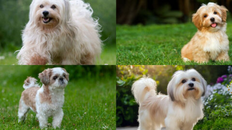 Shih Tzu vs. Havanese: 11 Ways to Tell Them Apart - Exploring Animals