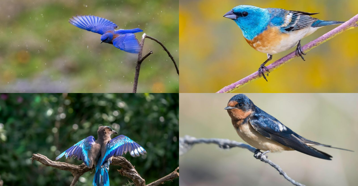 20 Stunning Blue Birds You Can Spot in California - Exploring Animals