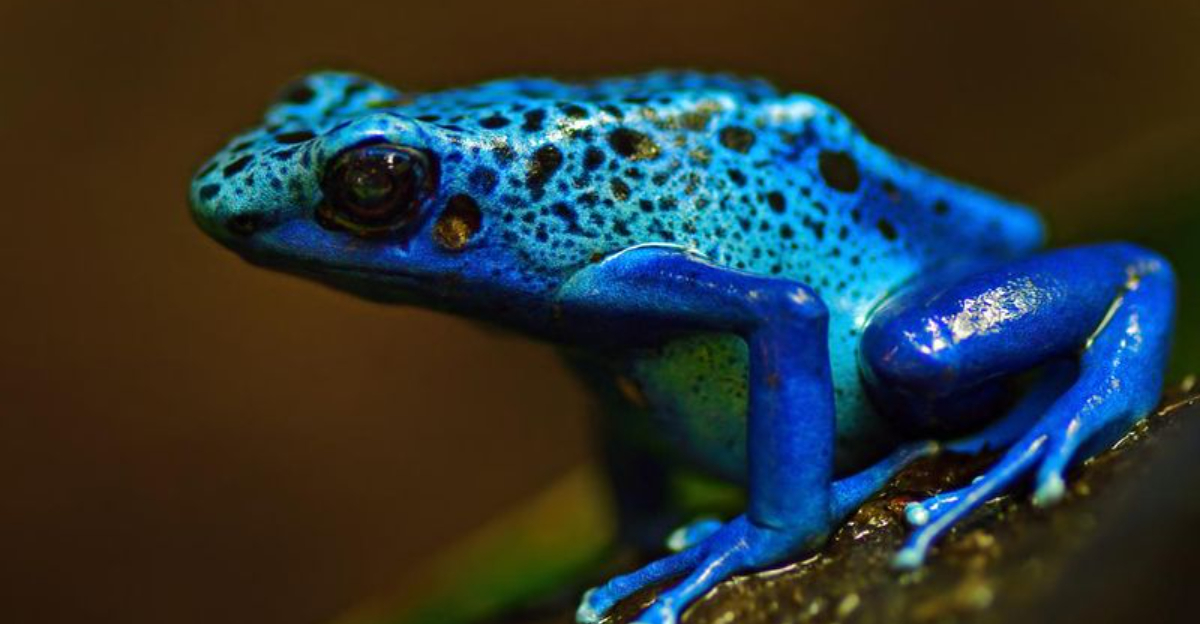 26 Stunningly Colorful Animals That Look Like Living Art And Defy Your ...