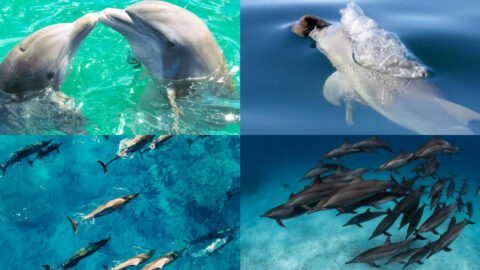 14 Surprising Skills of Dolphins That Show How Human-Like They Really ...