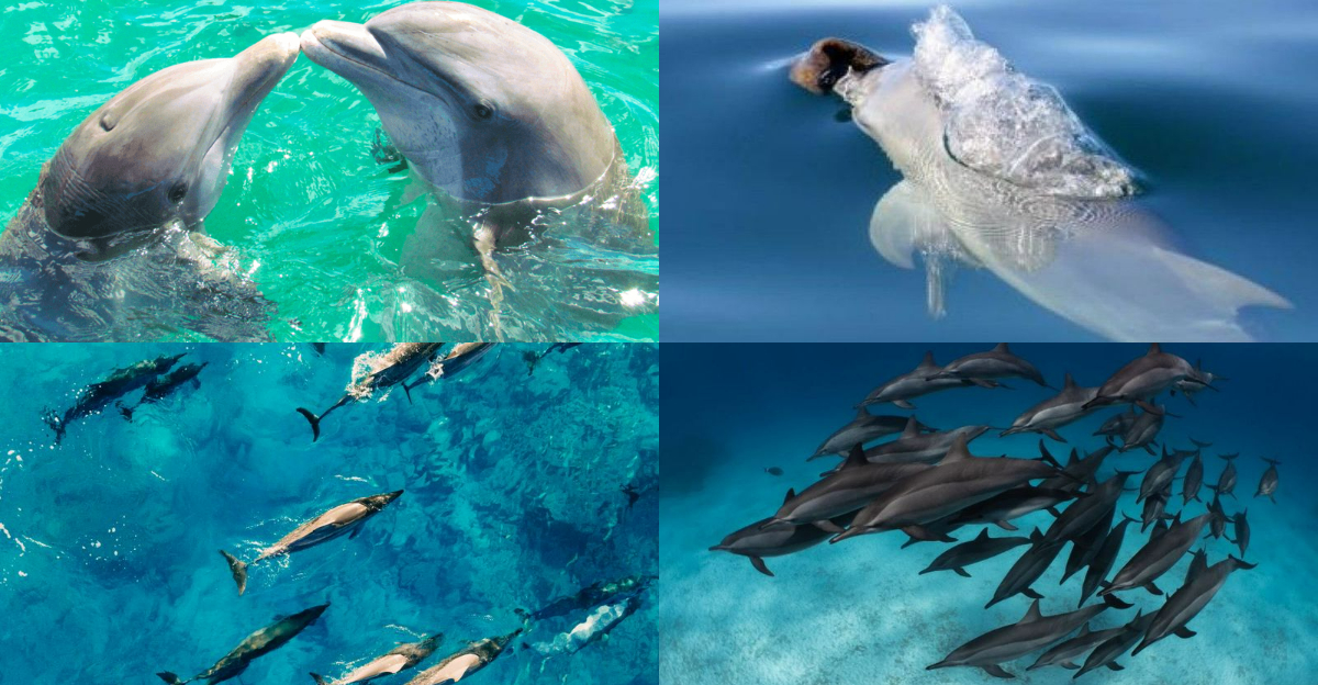 14 Surprising Skills of Dolphins That Show How Human-Like They Really ...