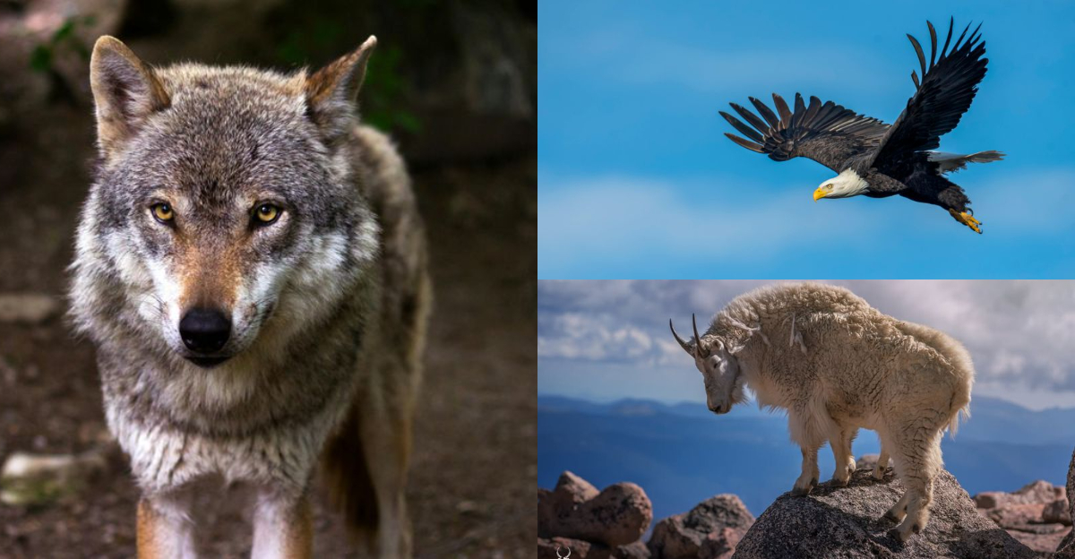 Wildlife Archives - Exploring Animals