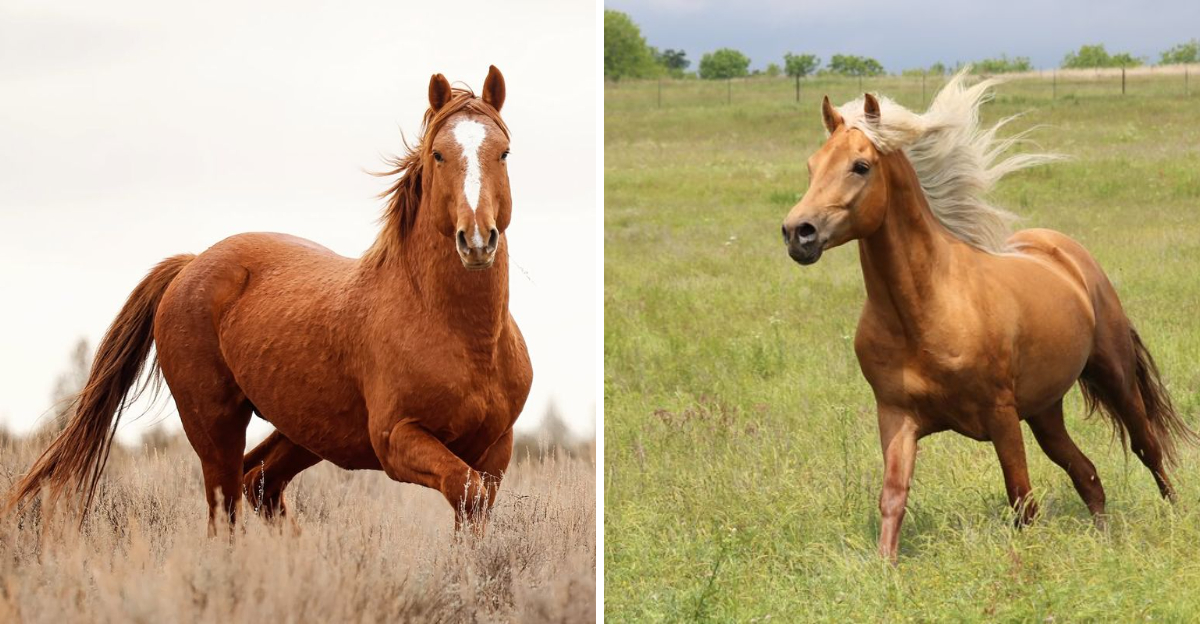 The 22 Most Beautiful Horse Colors Ranked From Rarest to Most Seen ...