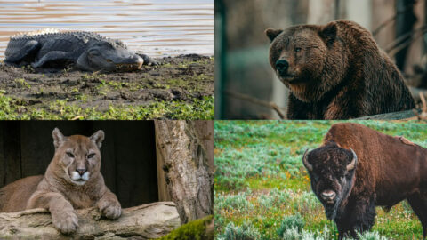 The 23 Most Fearsome Animals Found in the U.S. - Exploring Animals