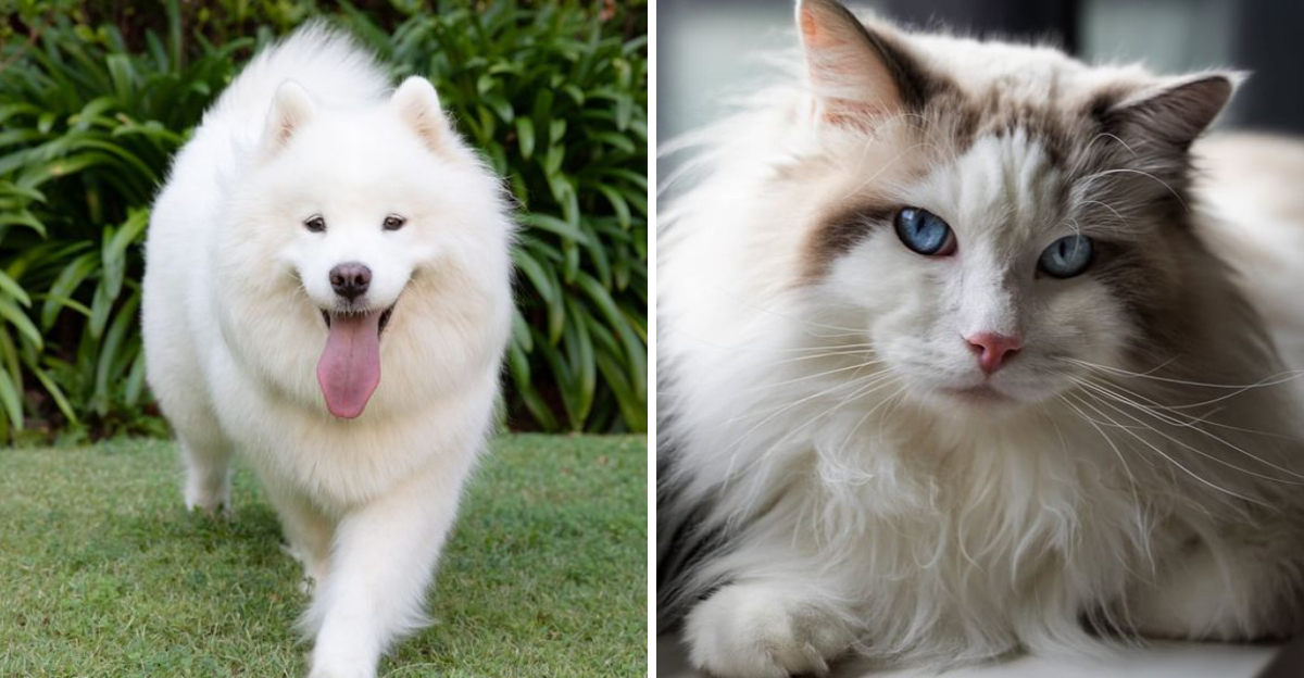 The 25 Fluffiest Animals in America That Will Melt Your Heart ...