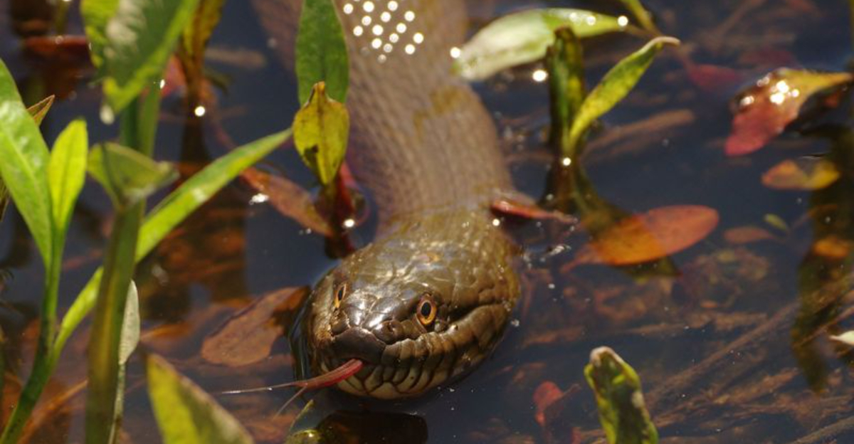 The 26 Most Snake-Infested Rivers in the U.S. That Will Make You Stay ...