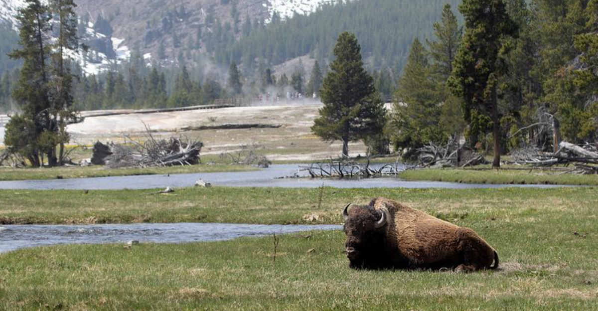The 29 Most Breathtaking Animals You Have to See in Yellowstone National Park - Exploring Animals
