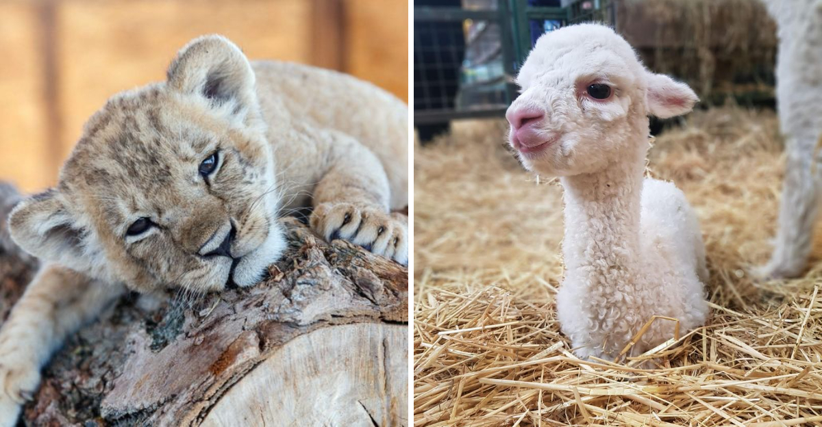 The 30 Most Adorable Baby Animals Ever Seen in the World - Exploring ...