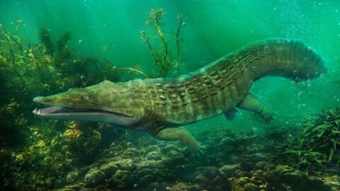 The Lost World of Amphibians: 20 Extinct Species That Shaped Evolution ...